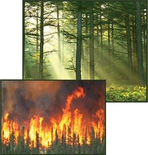ATFS Timberland Fire Coverage